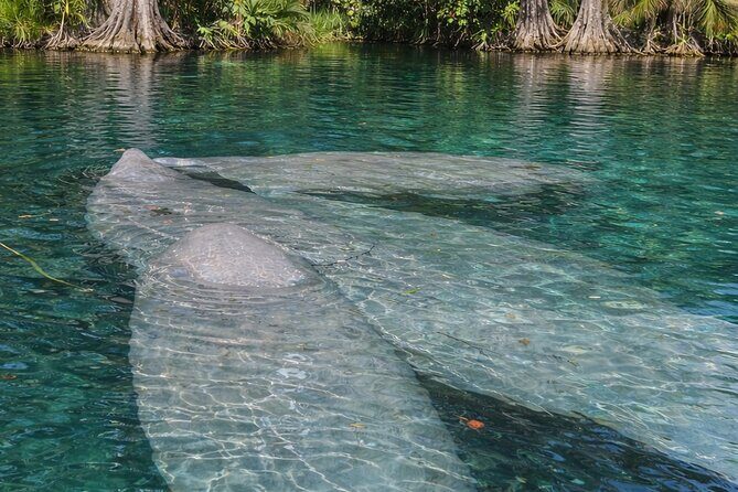 Silver Springs Guided Kayak Tour with Orlando Pick Up - The Itinerary Breakdown