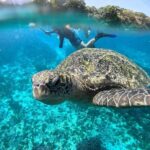 Similan Islands New Catamaran Tour+Free One-Way Airport Ride - Return Journey and Evening Comforts