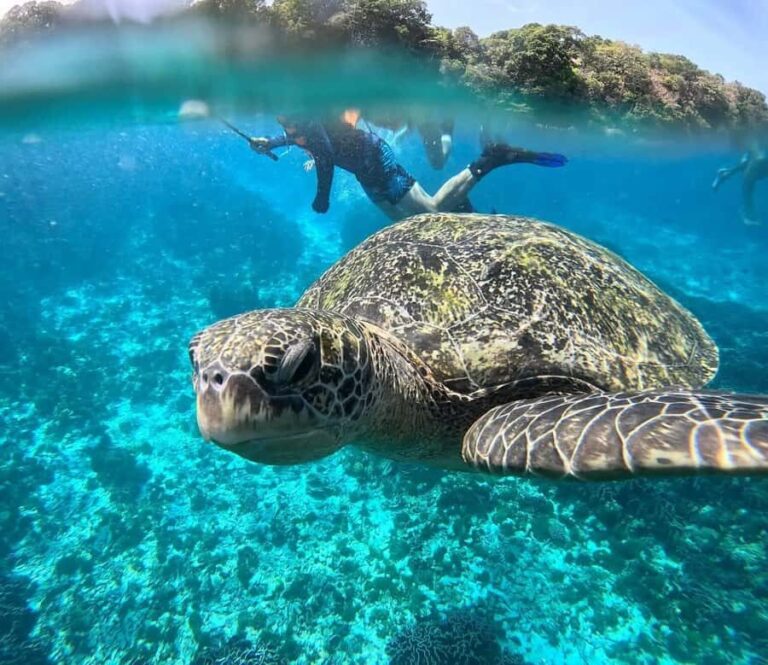Similan Islands New Catamaran Tour+Free One-Way Airport Ride - Return Journey and Evening Comforts