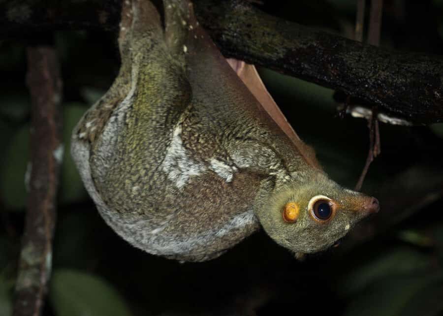 Singapore: Gliding Colugos & Wildlife, Night Nature Tour - FAQs