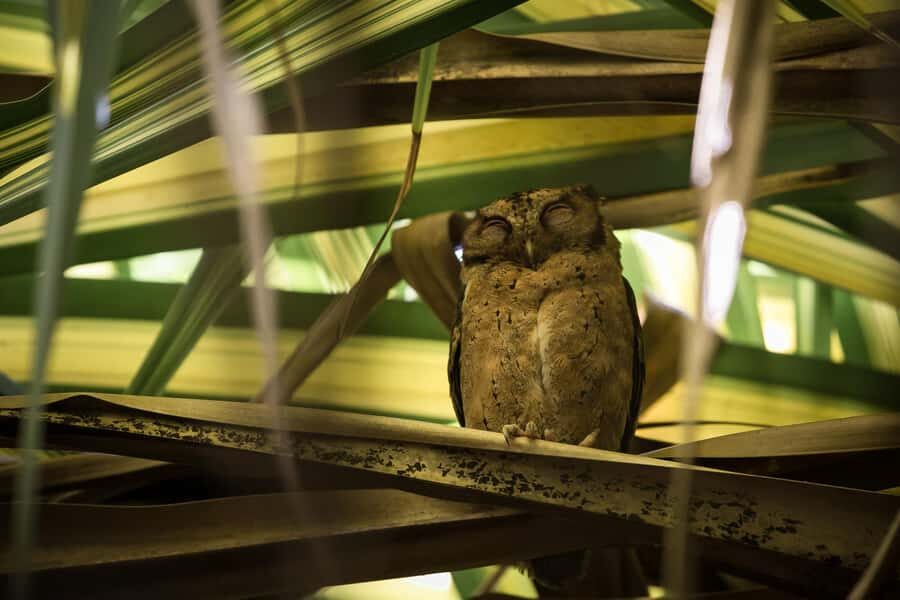 Singapore: Night Mangrove Wildlife Walk - Final Thoughts: Is This Tour for You?