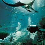 Singapore : Ocenarium One Day Ticket only - Final Thoughts