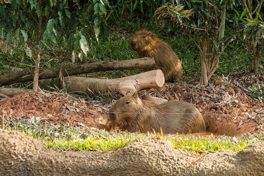 Singapore: River Wonders - Who Should Visit River Wonders?