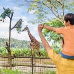 Singapore Zoo and Night Safari Tickets - Practical Tips & Considerations