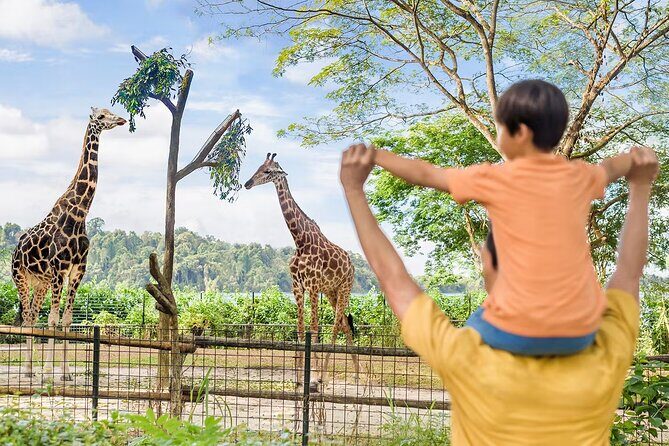 Singapore Zoo and Night Safari Tickets - Practical Tips & Considerations
