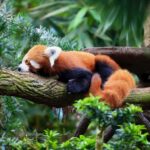 Singapore: Zoo & Night Safari Combos with Hotel Pick & Drop - Real Traveler Perspectives and Practical Tips