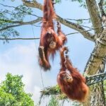 Singapore Zoo Tickets with Tram Ride - Who Will Love This Tour?