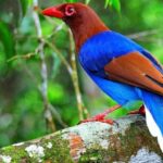 Sinharaja Rainforest: Guided Day Tour from Bentota/Colombo - Who Will Love This Tour?