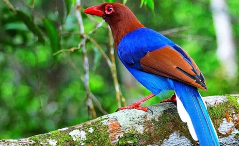 Sinharaja Rainforest: Guided Day Tour from Bentota/Colombo - Who Will Love This Tour?