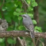 Sinharaja Rainforest Morning Bird watching walking Tour - What to Expect on the Tour