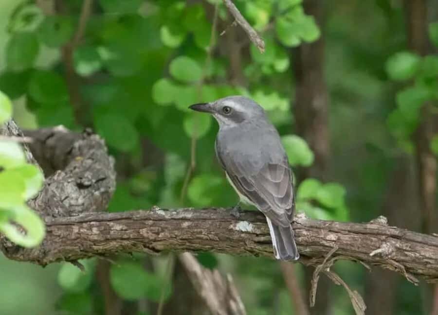 Sinharaja Rainforest Morning Bird watching walking Tour - What to Expect on the Tour