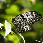 Sinharaja Rainforest Tour with Local Guide - Practical Details