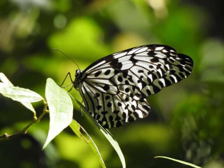 Sinharaja Rainforest Tour with Local Guide - Practical Details