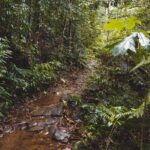 Sinharaja Rainforest Trek with Guide and Lunch - Who Will Enjoy This Tour?