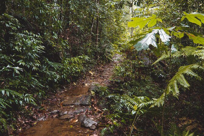 Sinharaja Rainforest Trek with Guide and Lunch - Who Will Enjoy This Tour?