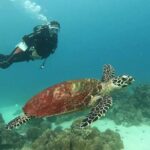 Siquijor Scuba Diving for Beginners - Final Thoughts: Who Should Consider It?