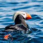 Sitka: Islands of Wonder Wildlife Adventure - The Itinerary Breakdown