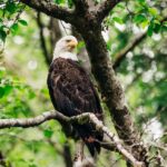 Sitka: Private Full Day Wildlife Boat Tour with Beach Lunch - Is It Worth the Cost?