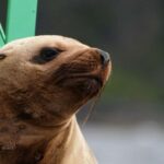 Sitka: Wildlife Boat Tour with Guide - What to Expect on the Tour