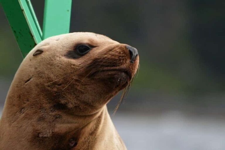 Sitka: Wildlife Boat Tour with Guide - What to Expect on the Tour