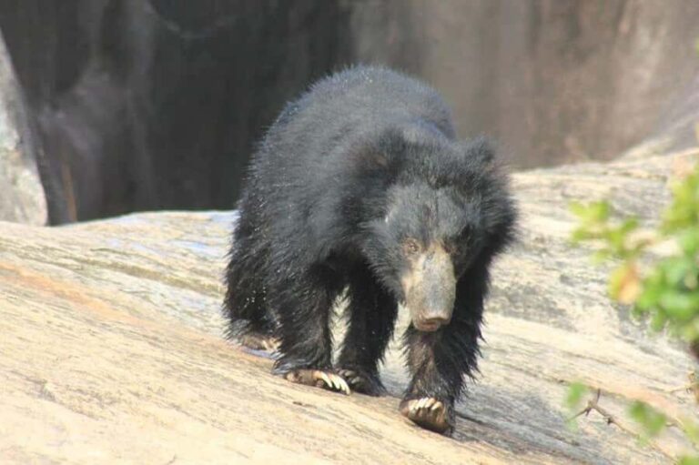 SKIP THE LINE - YALA SAFARI TOUR - Incl. ENTRY TICKETS - Detailed Review of the Yala Safari Tour