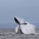 Skookumchuck Narrows: Rapids Boat Tour - The Experience in Detail: A Closer Look