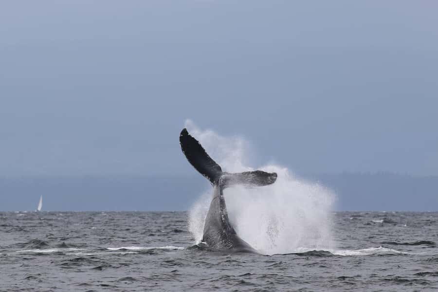 Skookumchuck Narrows: Rapids Boat Tour - The Experience in Detail: A Closer Look