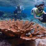 Small-Group Sea Scooters Snorkel at Mangel Halto Beach in Aruba - What Makes Mangel Halto Special