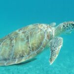 Small Group Sea Turtle Tour (Guaranteed to see turtles) - The Practicalities and Value