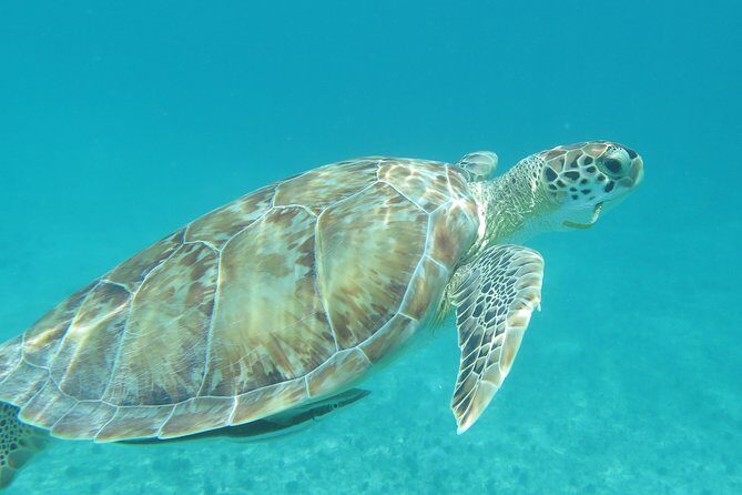 Small Group Sea Turtle Tour (Guaranteed to see turtles) - The Practicalities and Value