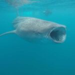 Small group Whale Shark snorkeling in La Paz, BCS, Mexico - The Itinerary in Detail