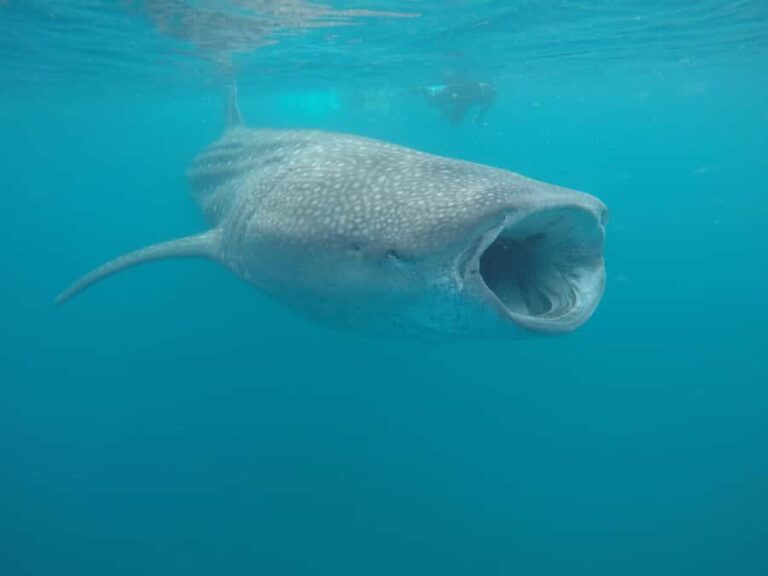 Small group Whale Shark snorkeling in La Paz, BCS, Mexico - The Itinerary in Detail