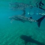 Small group Whale Shark snorkeling in La Paz BCS MX - The Sum Up