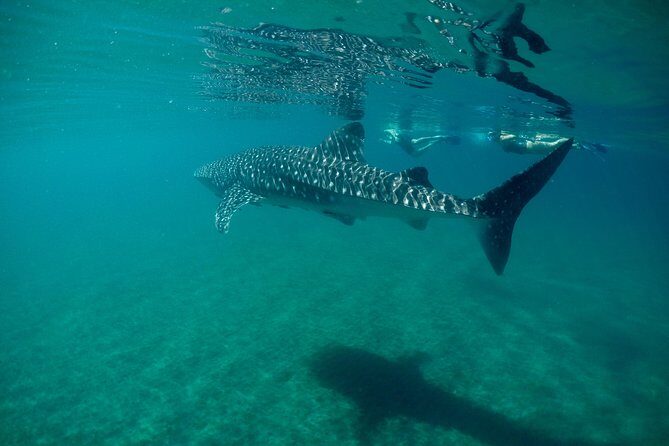 Small group Whale Shark snorkeling in La Paz BCS MX - The Sum Up