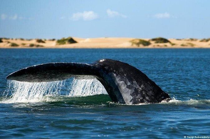 Small-Group Whale Watching in Baja Mexico - What to Expect During the Day