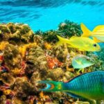 Snorkel and Private Tour in Montego Bay - What Reviews Say (From the Limited Feedback)