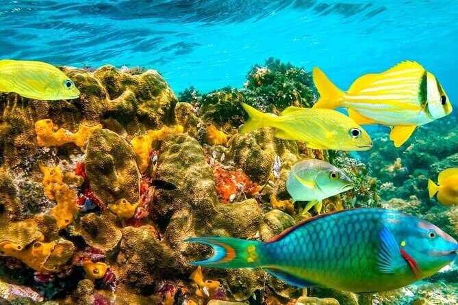 Snorkel and Private Tour in Montego Bay - What Reviews Say (From the Limited Feedback)