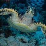 Snorkel Experience in Bonaire - The Atmosphere and Crew