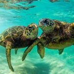 Snorkel/Swim with the Turtles Experience - Detailed Breakdown of the Tour Itinerary