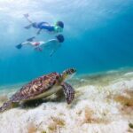 Snorkel & Swim with Turtles. Semi Private Tour to Buck Island & Honeymoon Beach - What Makes This Tour Stand Out?