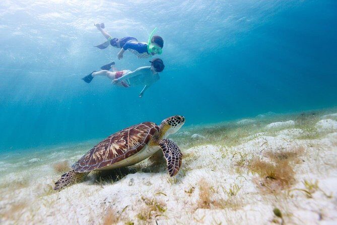 Snorkel & Swim with Turtles. Semi Private Tour to Buck Island & Honeymoon Beach - What Makes This Tour Stand Out?