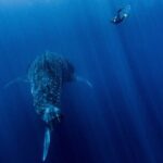 Snorkel Tour - San Jose del Cabo - The Experience: Authenticity and Attention to Detail