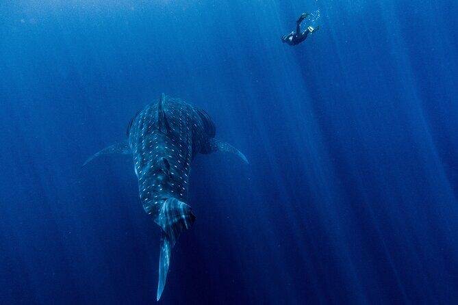 Snorkel Tour - San Jose del Cabo - The Experience: Authenticity and Attention to Detail