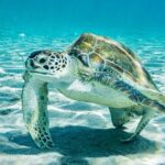 Snorkel with Turtles & Kenepa Grandi Beach: Nr.1 Island Day Trip - The Sum Up