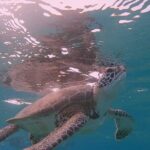 Snorkel with Turtles & see the Flamingos - Itinerary Breakdown