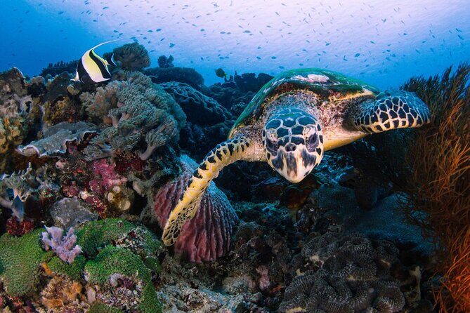 Snorkeling 4 Spot With Manta Bay Or Optional Land Trip - What Does the Tour Include?