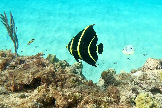 Snorkeling Aguadilla for Families with Children - Frequently Asked Questions (FAQ)