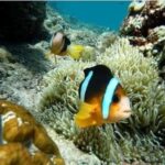 SNORKELING AT BLUELAGOON SPOT - FAQ