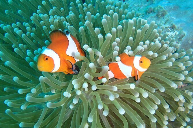 Snorkeling in Amed and Tulamben - What Travelers Are Saying