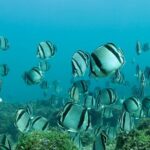 Snorkeling in Los Arcos and Bird watching - Pricing and Value